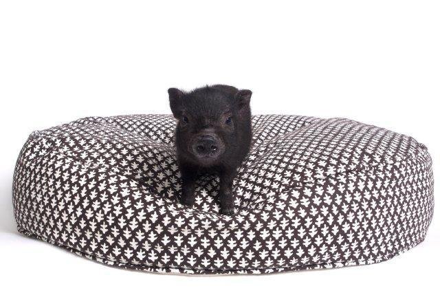 Black_Teacup_pig_photography - Teacup Pigs