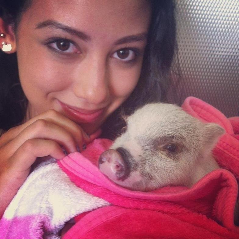 Pampered Piglets Testimonials!!! - Teacup Pigs