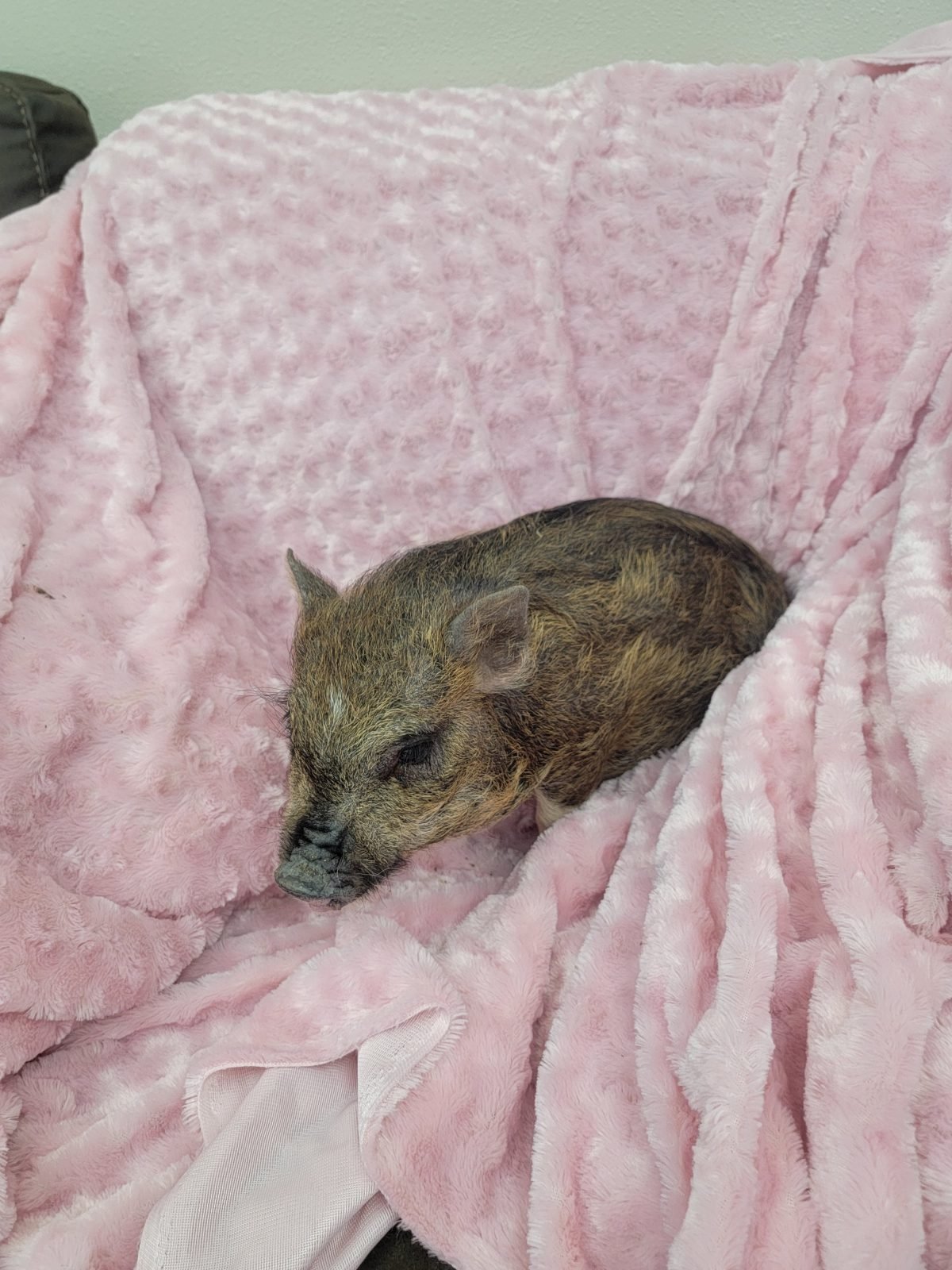 Teacup pigs for sale – Teacup Pigs